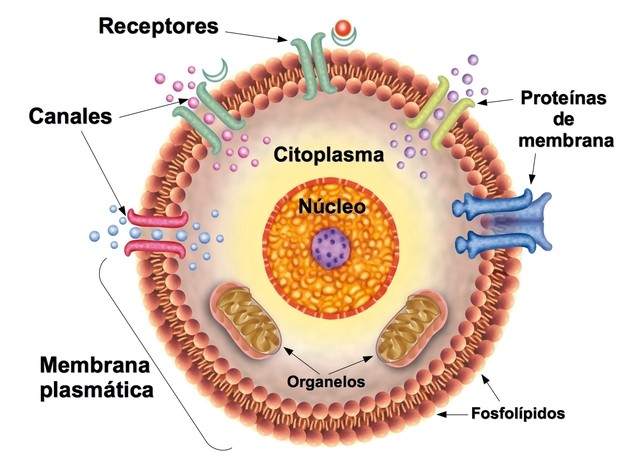 ORGANIZACIÓN CELULAR.