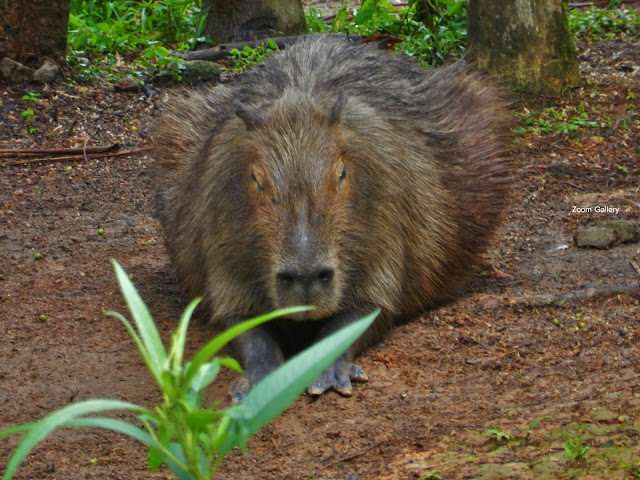 Zooms Gallery: Capivara
