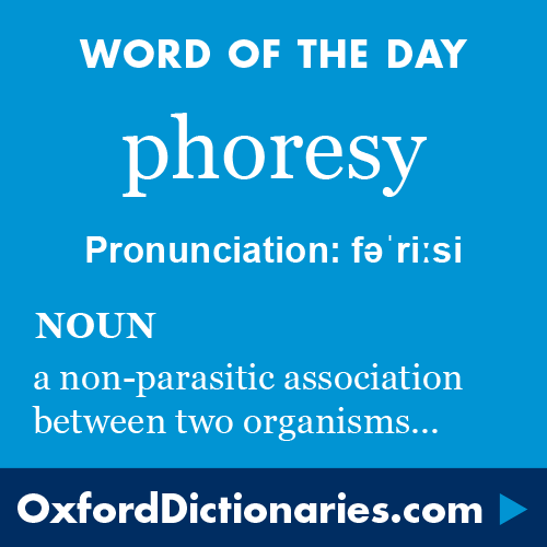 EXAMS AND ME : Phoresy