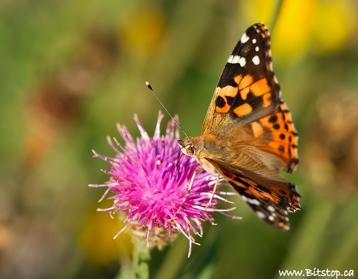 Bitstop: Autumn Insects