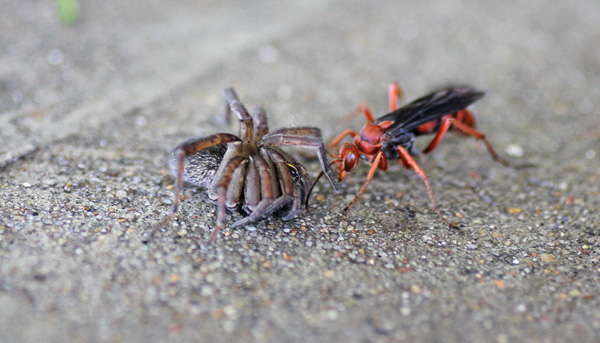 MObugs: Rust-Colored Spider Wasp