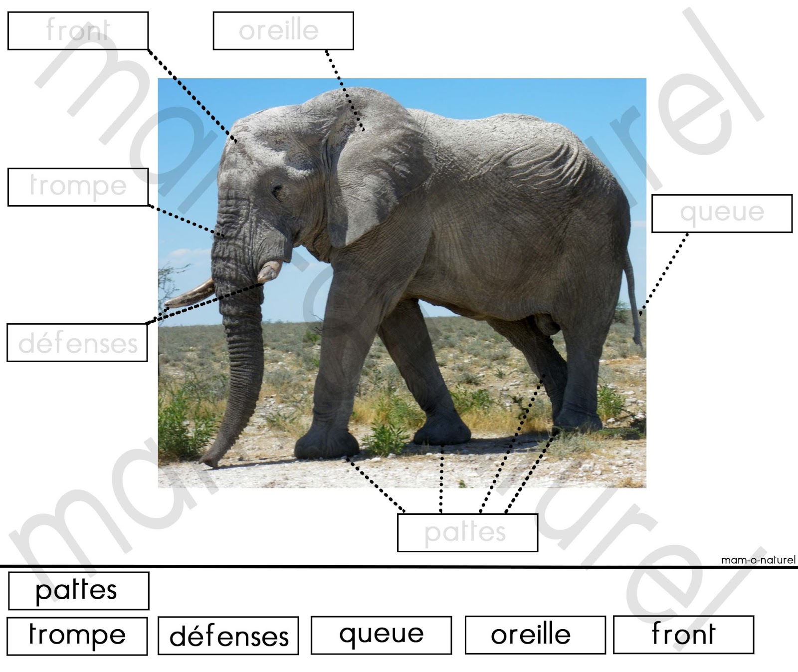 Les parties de l'éléphant | Mam'o naturel