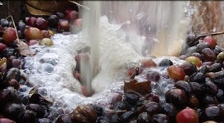 WET PROCESS COFFEE BEANS | WIKI COFFEE | COFFEANA - For Coffee Lovers