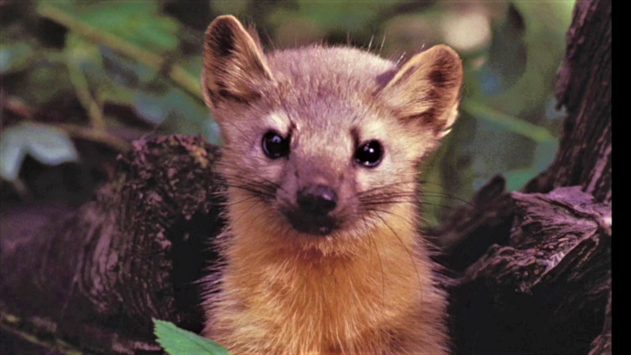 Animal marta wallpapers