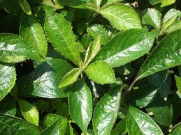 Cancer Survivor: Daun Pecah Kaca (Strobilantes Crispus Plant)