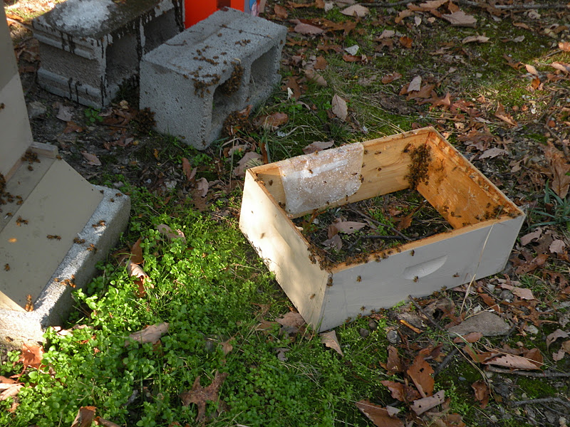 Adventures in beekeeping
