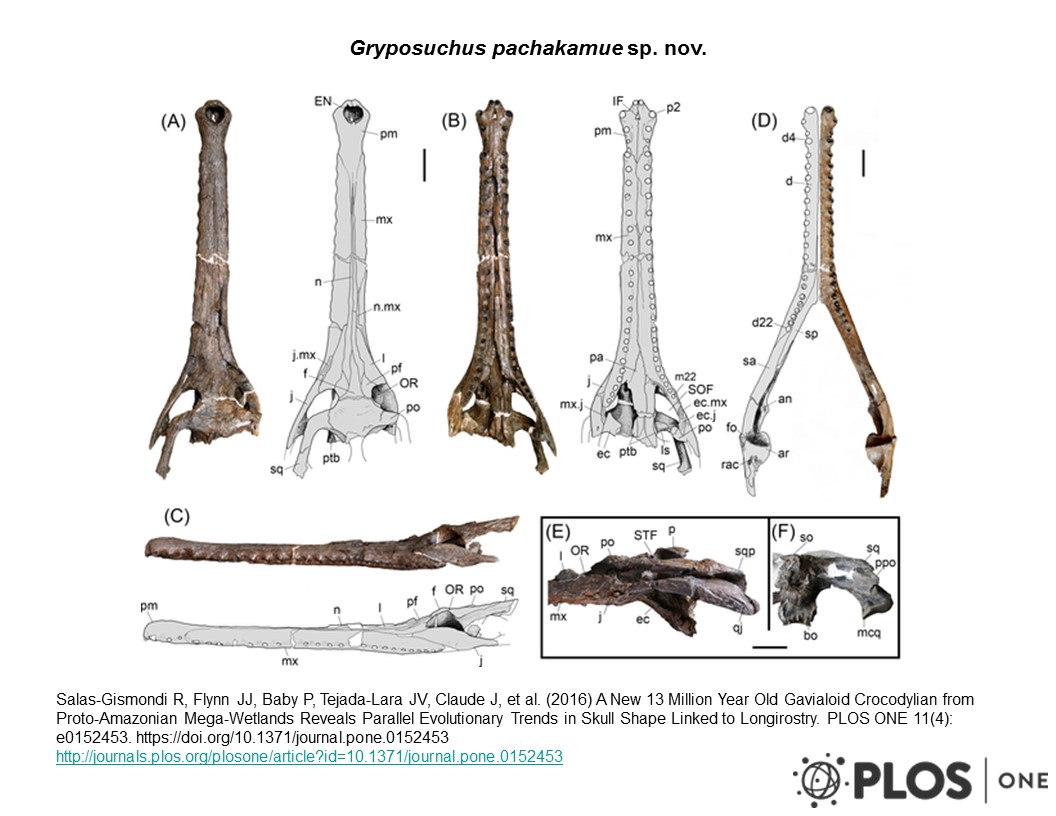 Palaeos, la historia de la Vida en la Tierra: Un gavial sudamericano