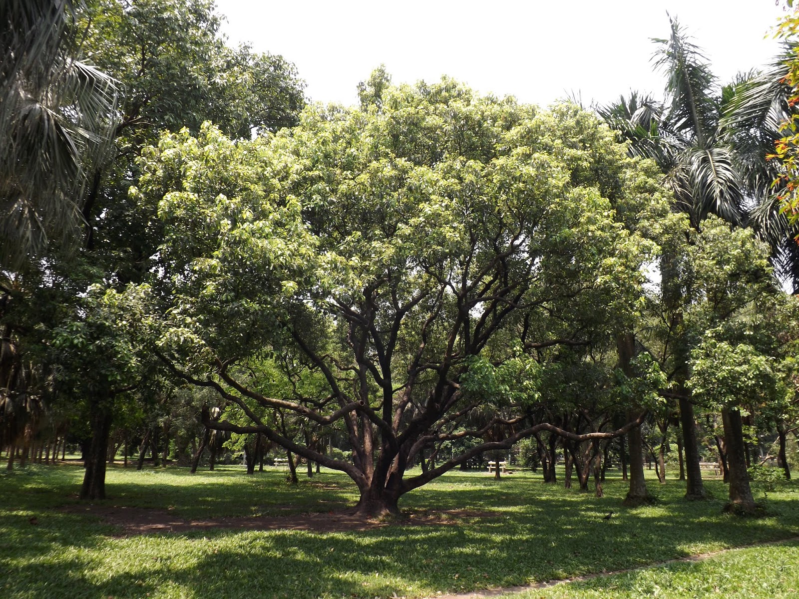 Korpur or Camphor, Cinnamomum camphora