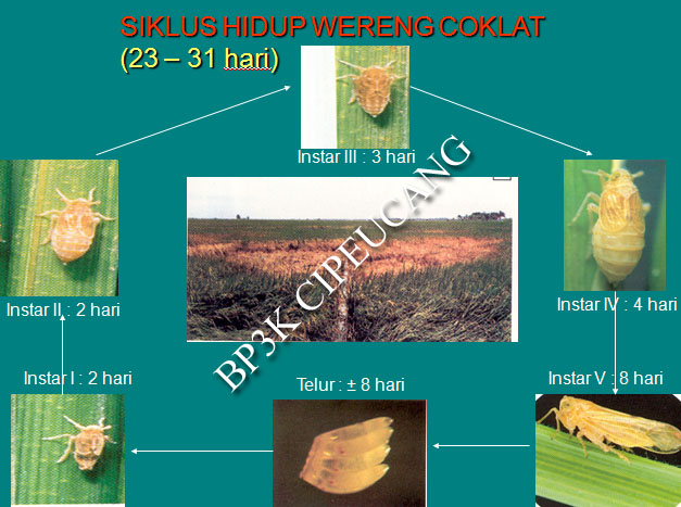 HAMA PADA TANAMAN PADI: WERENG COKLAT (Nirvana Lugens)