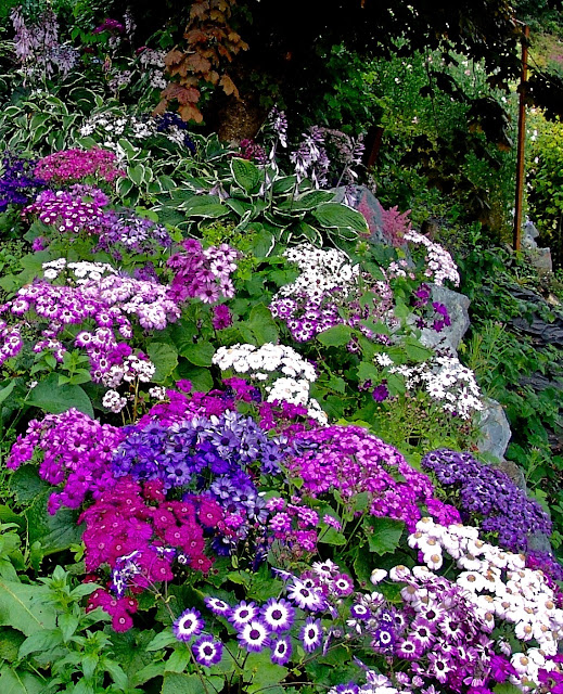 SITKAVORES: FLOWERS - Annual