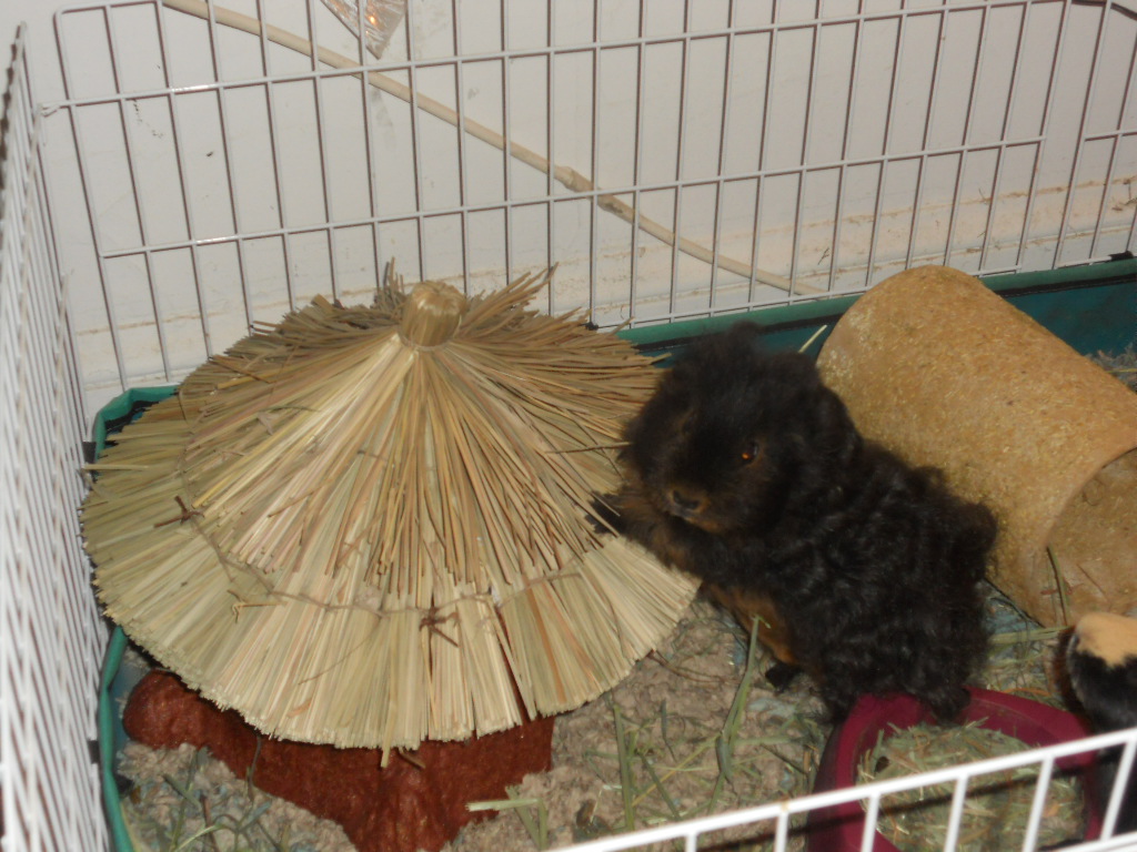 Cavy Savvy: A Guinea Pig Blog: Review of Ecotrition Snak Shak Natural ...
