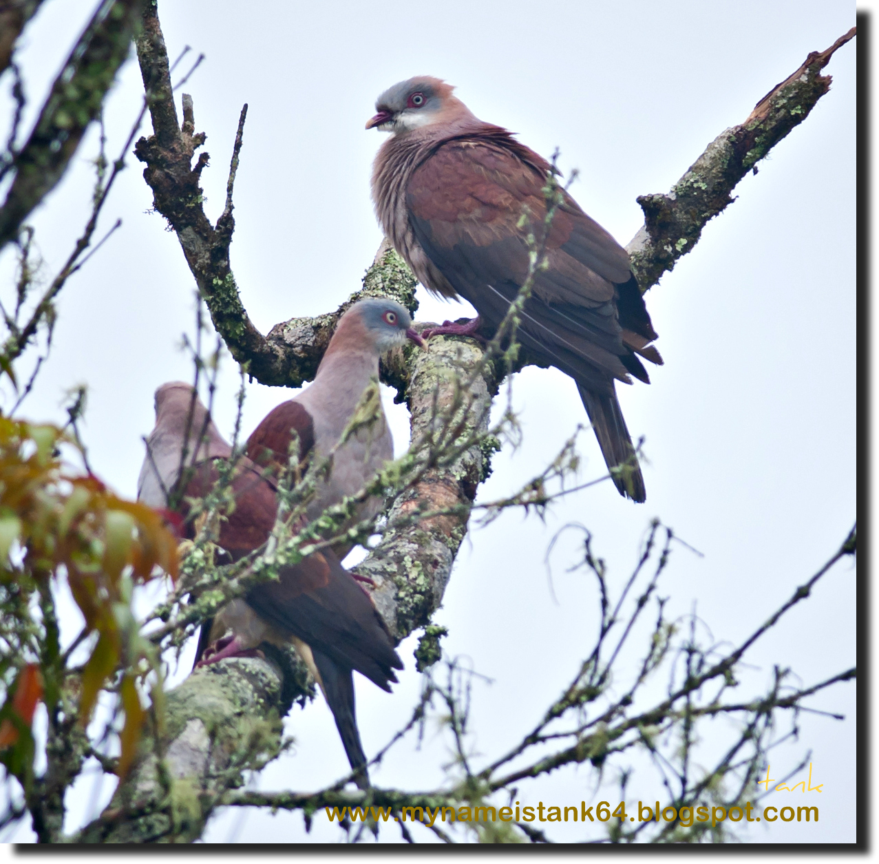 Birds of Malaysia @ mynameistank64: Mountain Imperial Pigeon (Ducula badia)