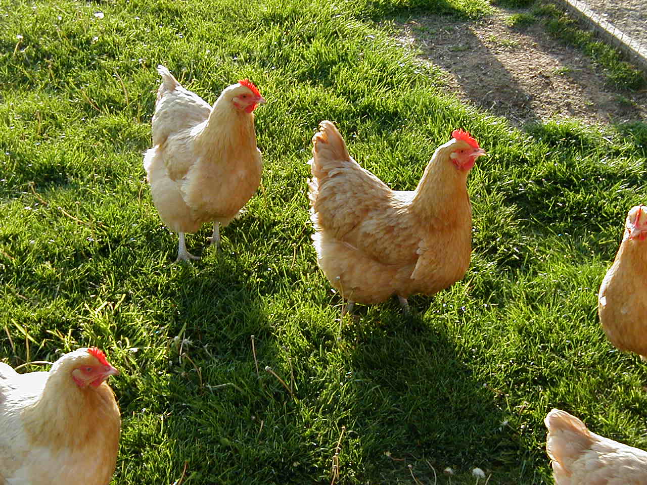 Chicken | Animal Wildlife