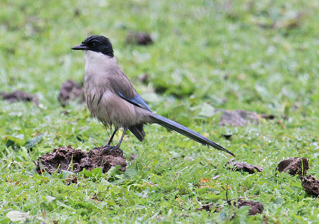 Simon and Karen Spavin: Spanish Birds