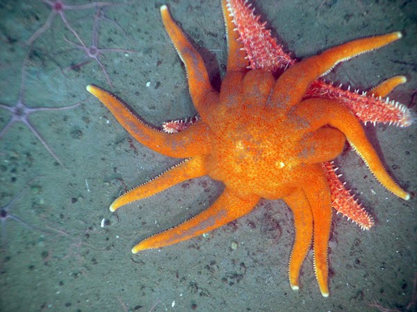 Sea Stars Eating