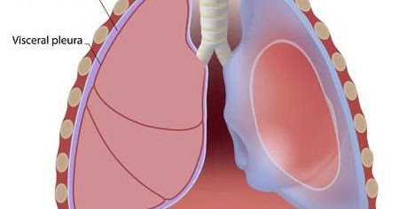 Transpulmonary pressure Definition, Equation, Inspiration, Gradient ...
