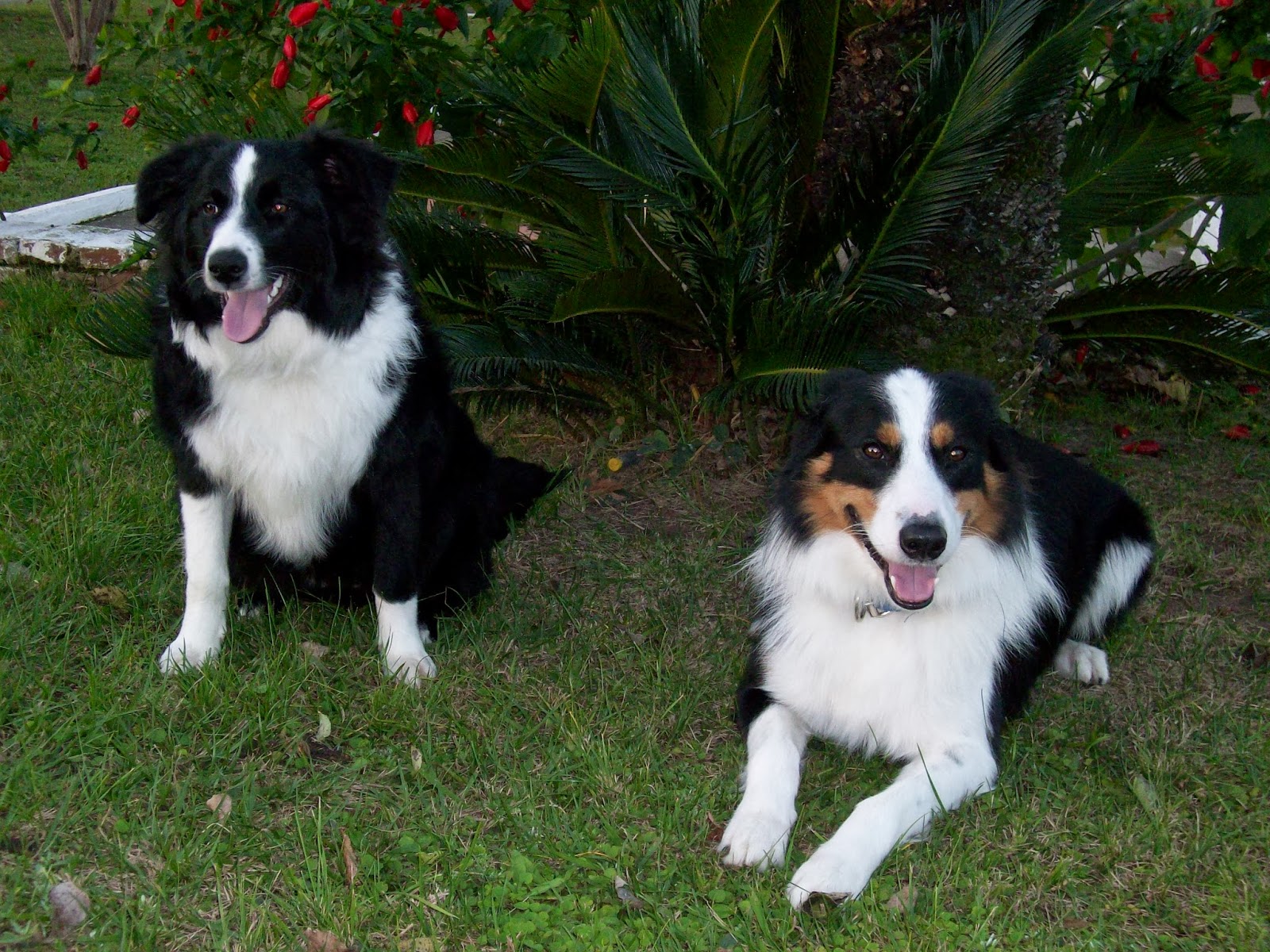 cativartee: Meus cachorros /Border Collie