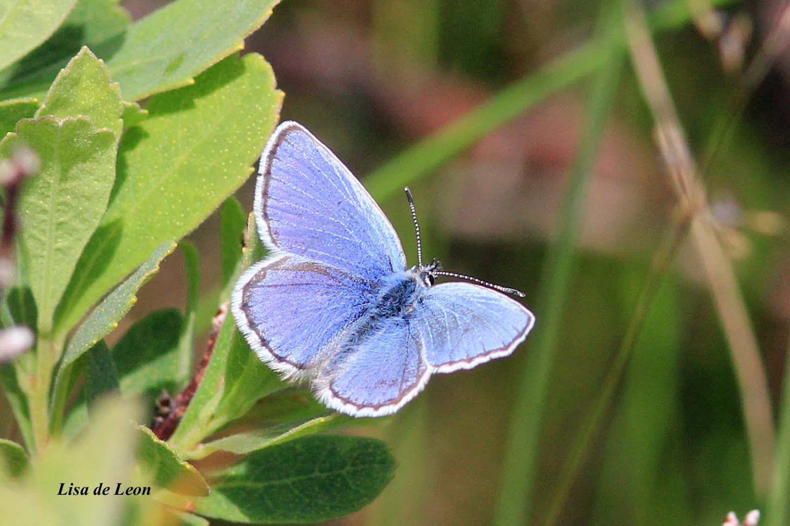 Birding with Lisa de Leon: Northern Blue Butterfly