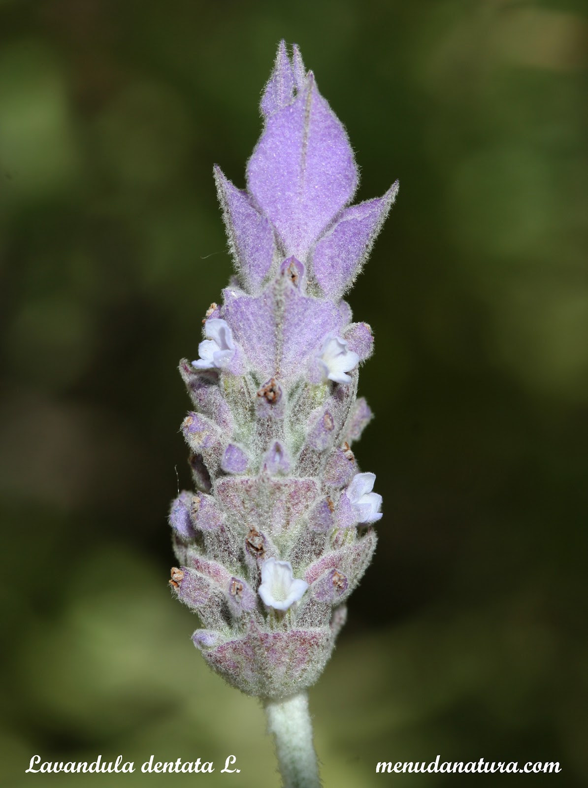 Menuda Natura: Lavandula dentata L.