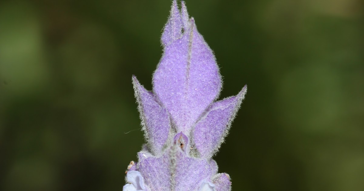 Menuda Natura: Lavandula dentata L.