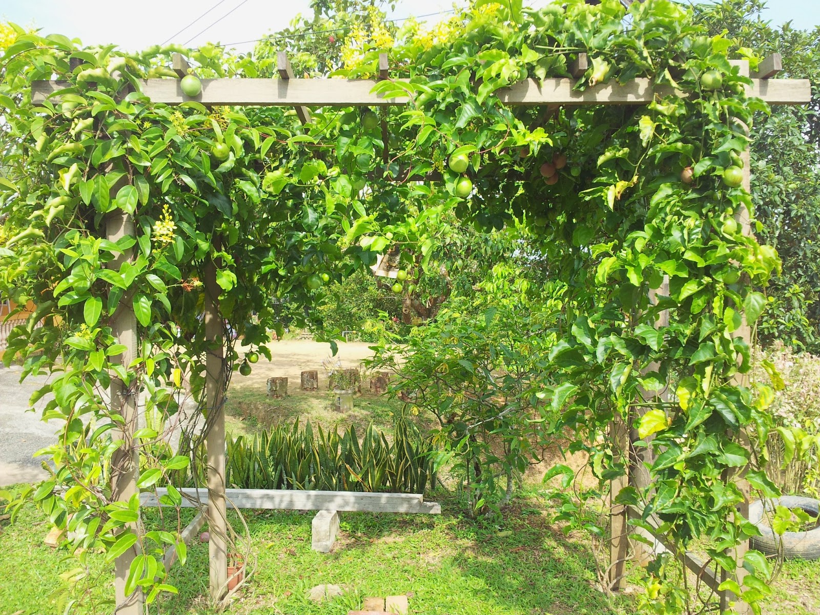 HanYa pADa KAmU: Buah markisa kami