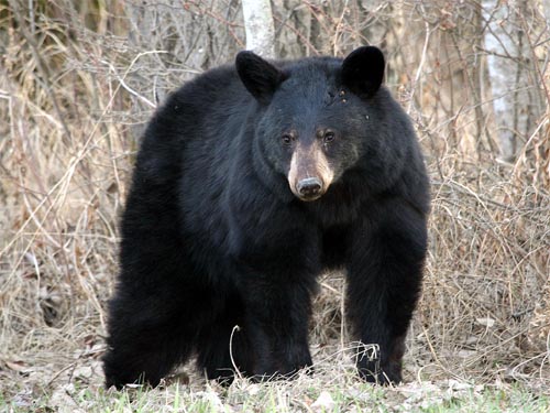 Black Bear | Some Facts With New Photographs | The Wildlife
