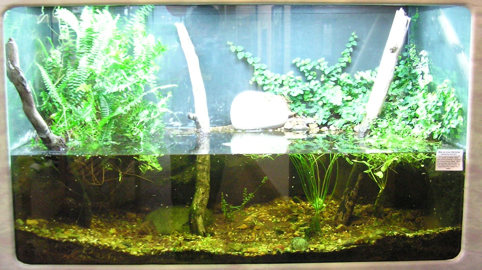 My Fresh Water Aquarium - Natural Planted Tank (Walstad Method).: Half ...