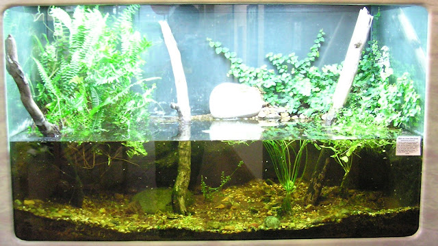 My Fresh Water Aquarium - Natural Planted Tank (Walstad Method).: Half ...