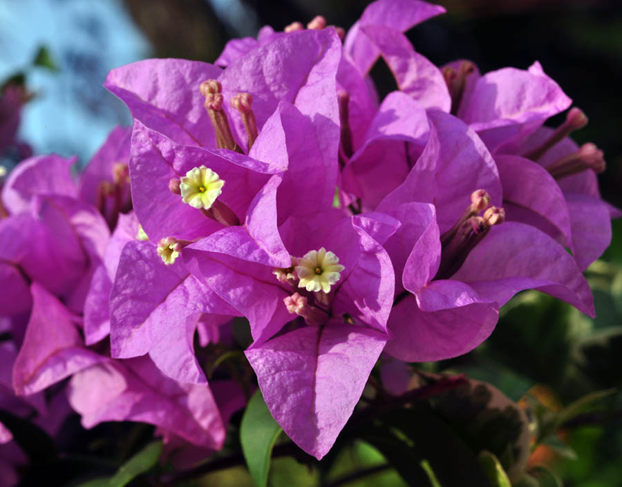 S T i l e T To: The Bougainvillea Flaunt