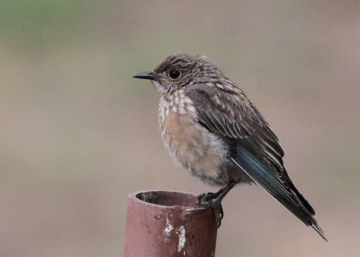 Jo's Morning Walk: Guajome Park "a Place of the Frogs"