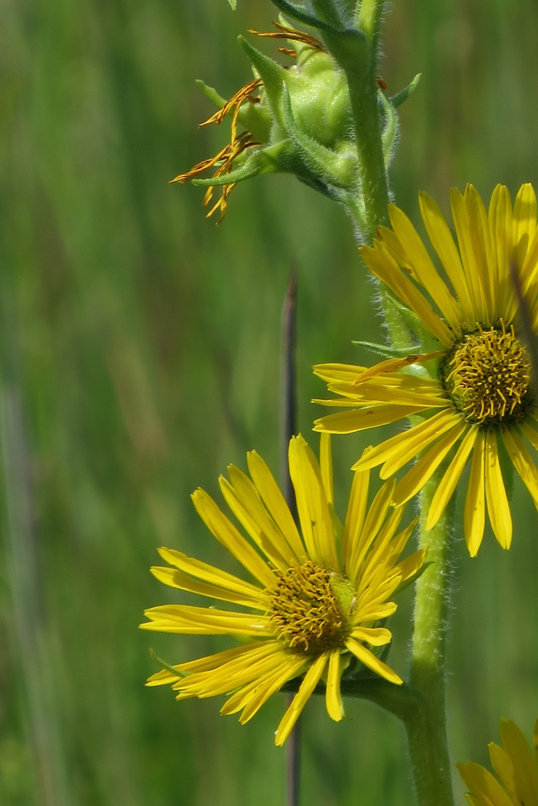 Penelopedia: Nature and Garden in Southern Minnesota: Prairie Flowers ...