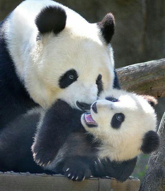 Beautiful Pandas