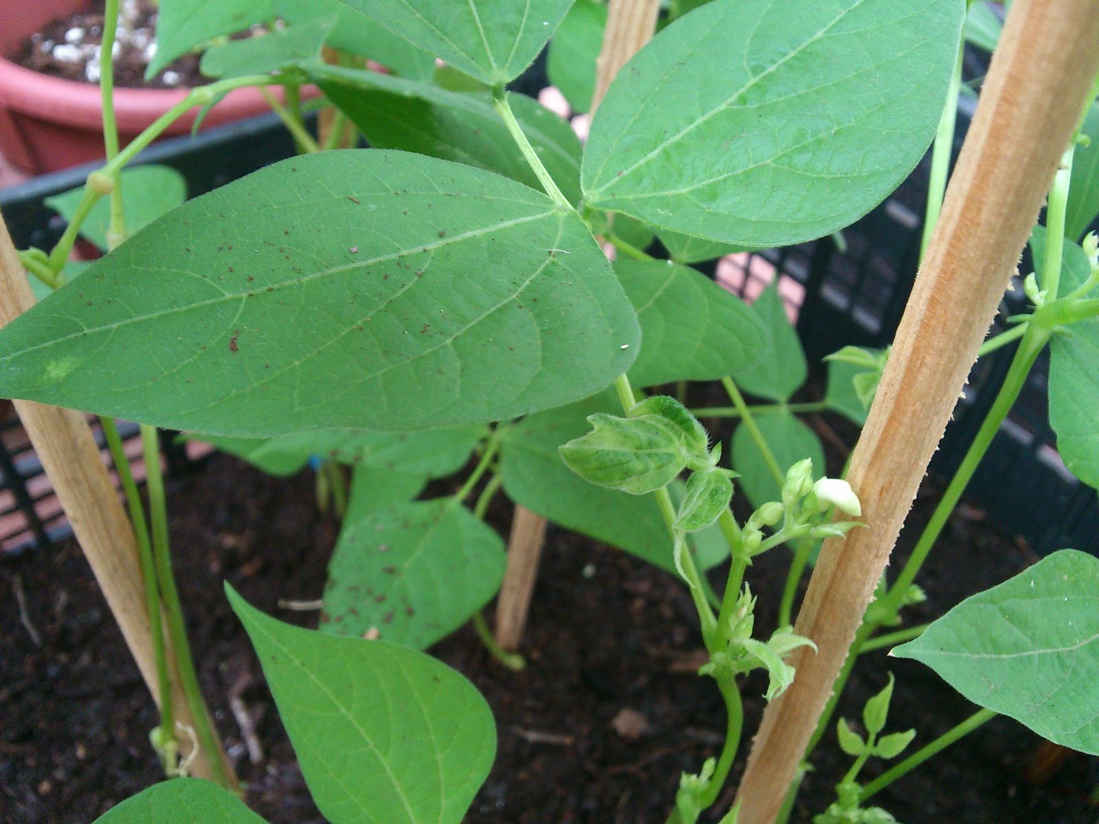 Mi macetohuerto ecologico: NUESTRO PRIMER EJOTE!