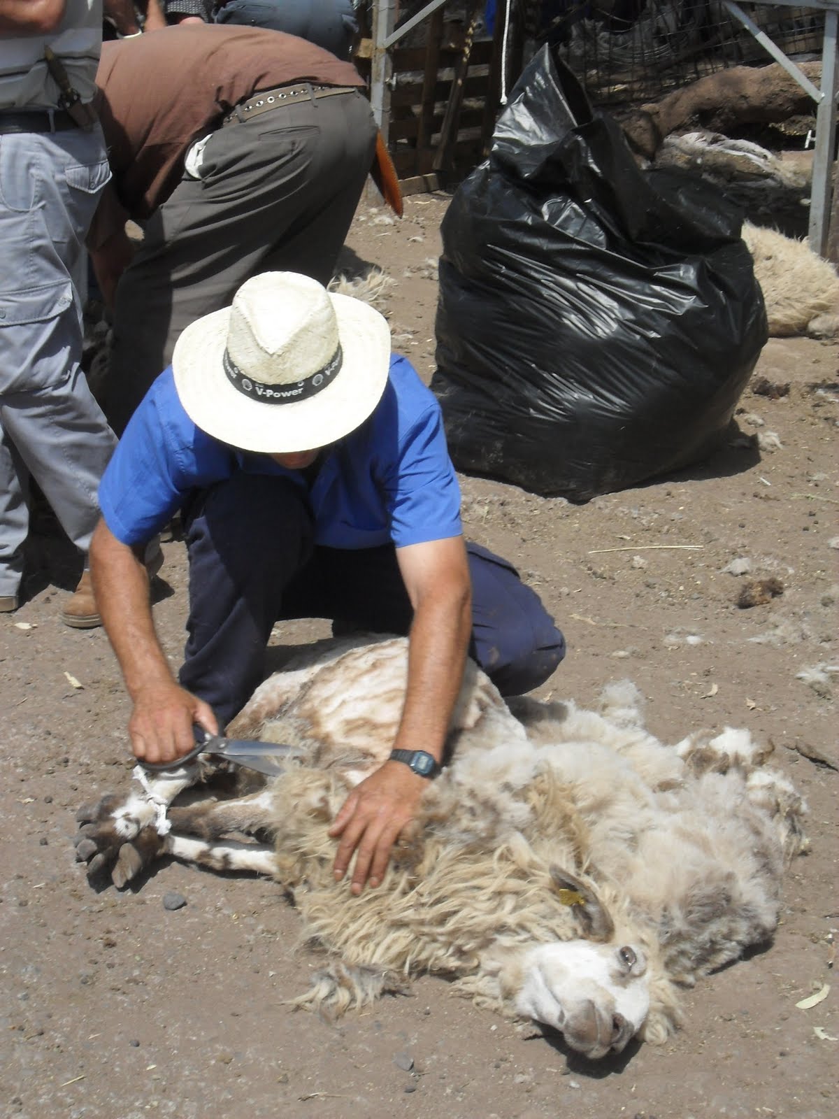 Taller de Empleo Guía Rurales: Trashumancia y trasquilada