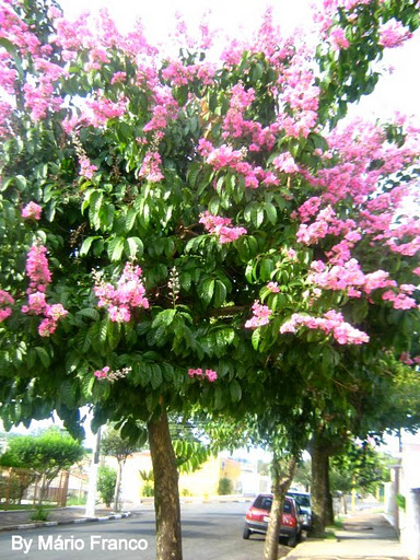 Meu Cantinho Verde: RESEDÁ-GIGANTE, BANABA - ( Lagerstroemia speciosa )
