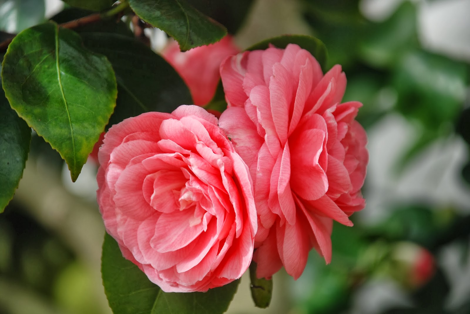 just saying ...: Chiswick House, Camellia Festival