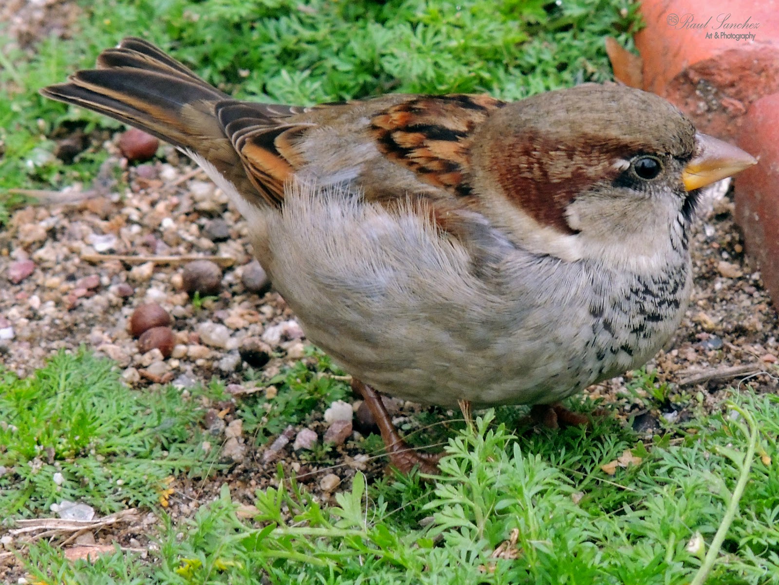 Naturaleza Viva : Gorriones paséridos (Passeridae)