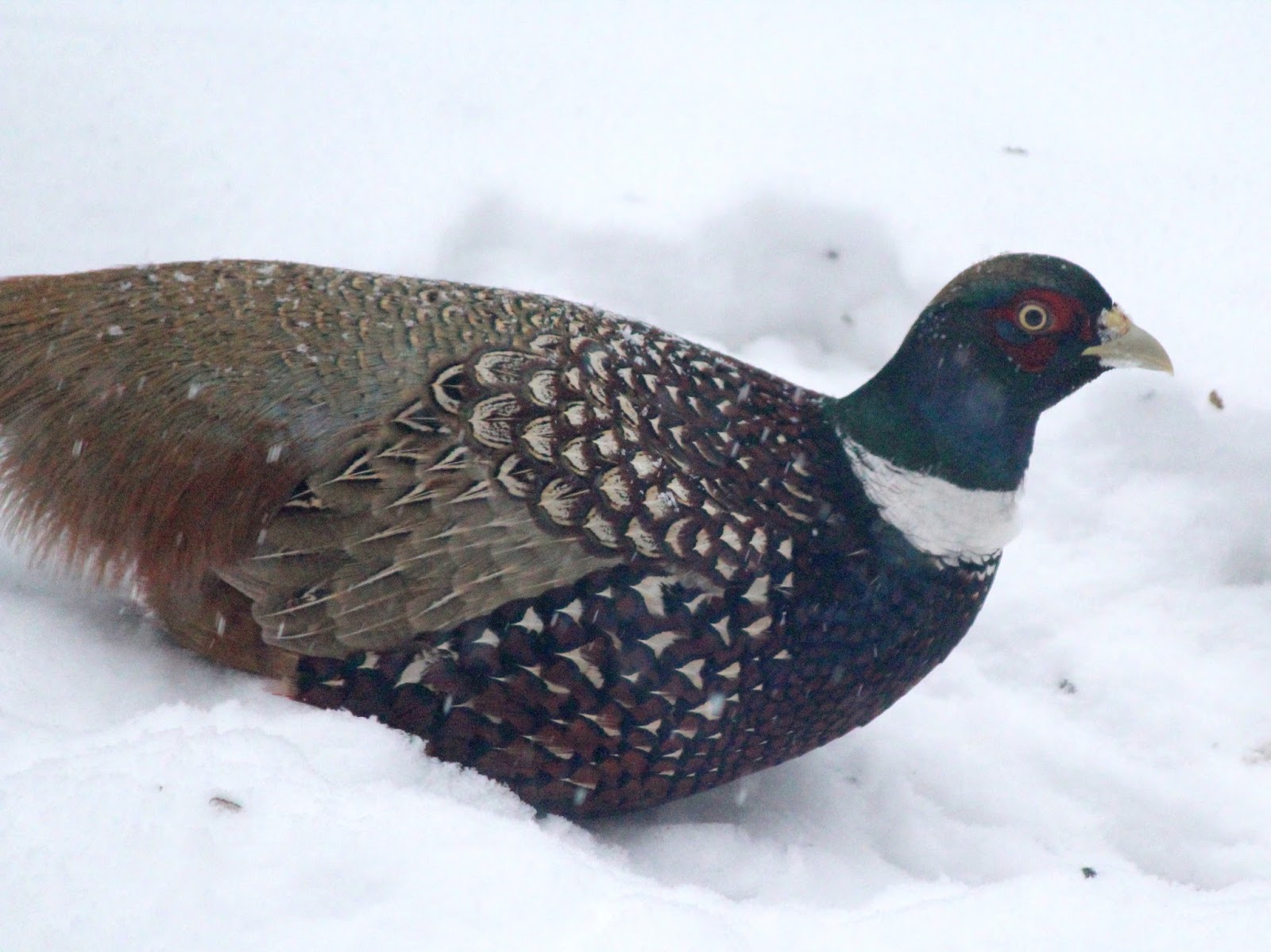 Dispatches from Can of Duck: Melanistic Pheasants