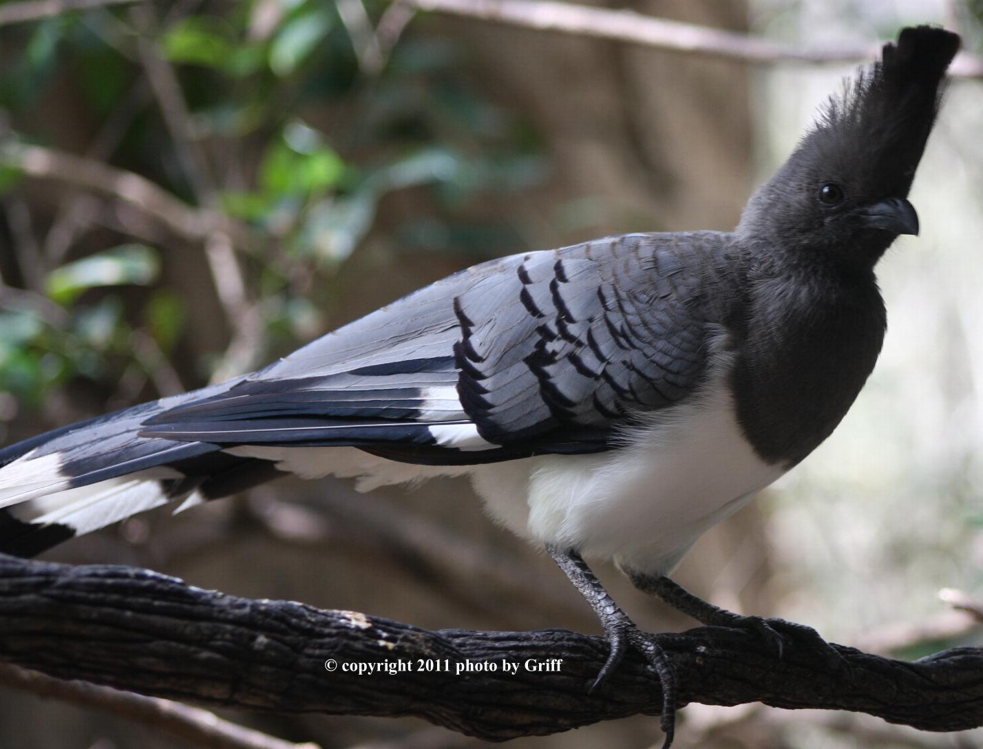 Griff's Bird Photos: Go-Away-Bird (White-bellied)