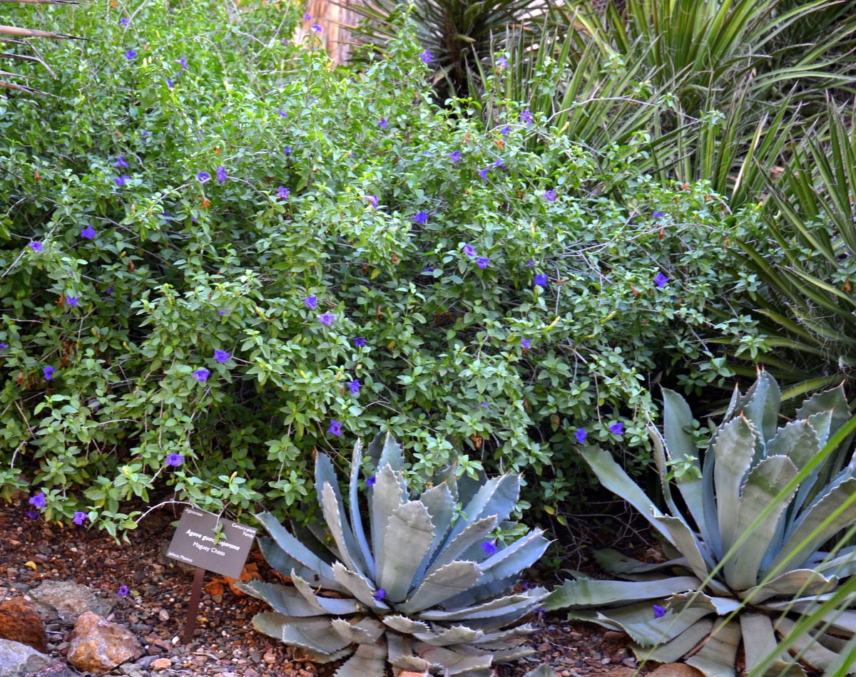 Purple Blooms for the Fall Garden - Ramblings from a Desert Garden