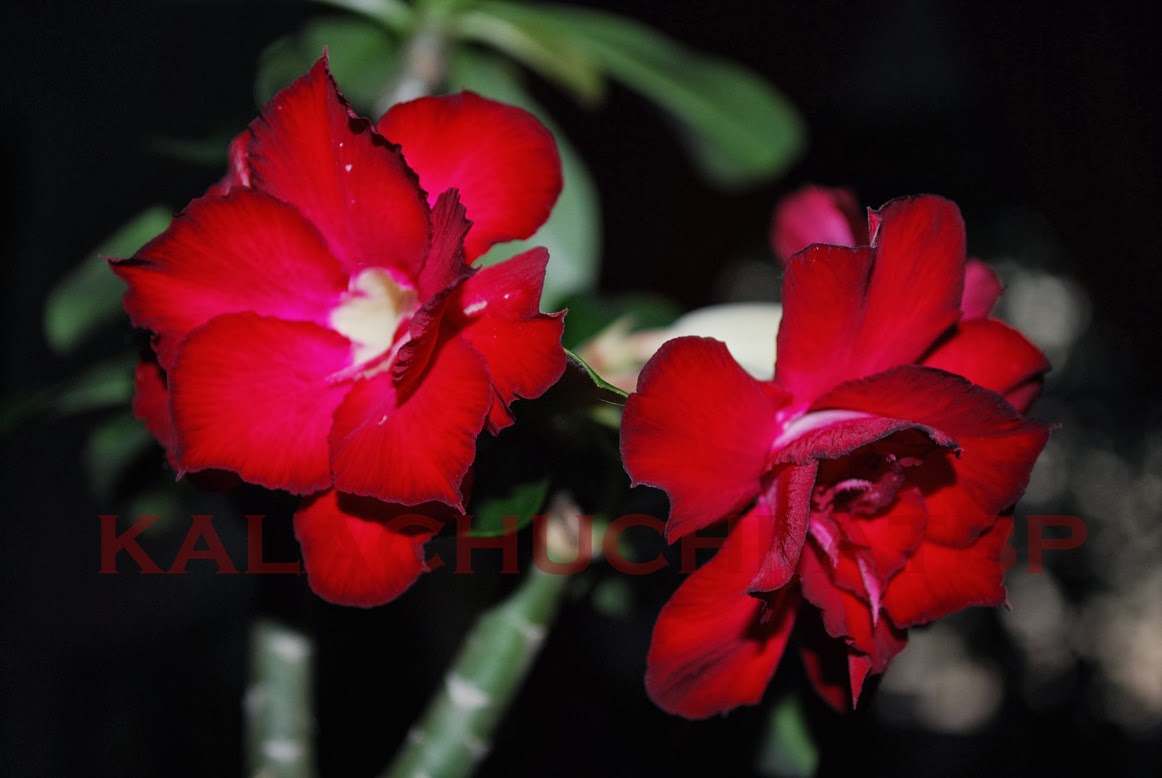 Kalachuchi Atbp: Bulaklak!