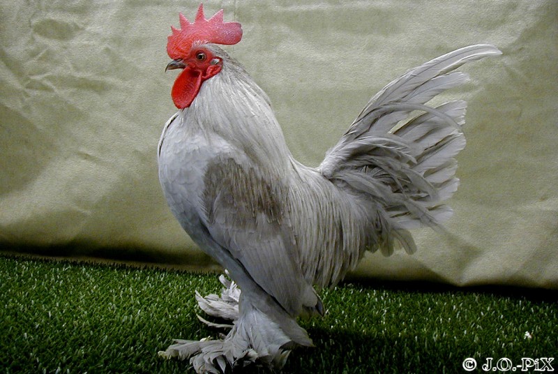 anizam agrofarm: Booted Bantam Chicken