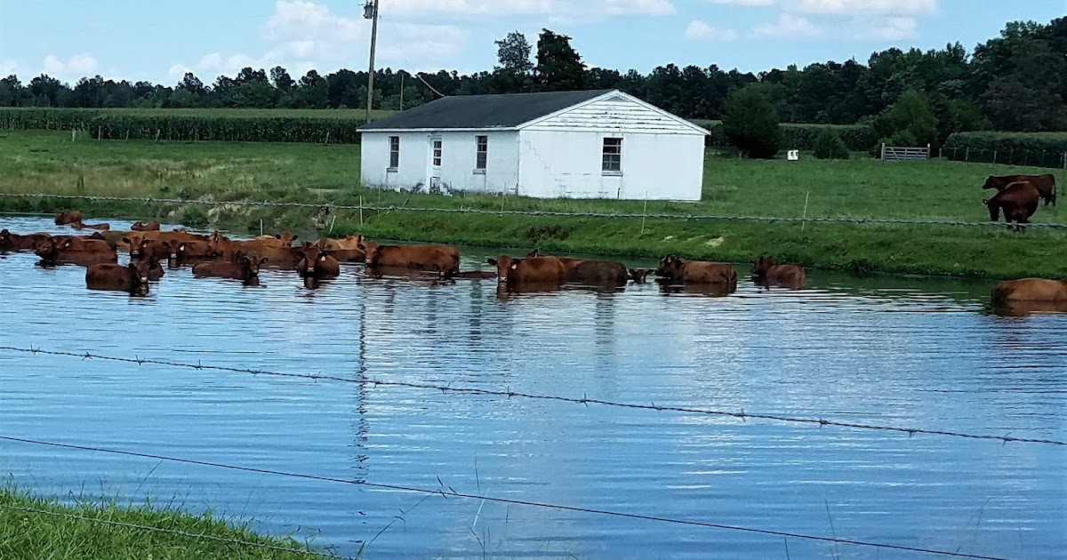 The Cooler Side of My Pillow: Cow Swimming Pool