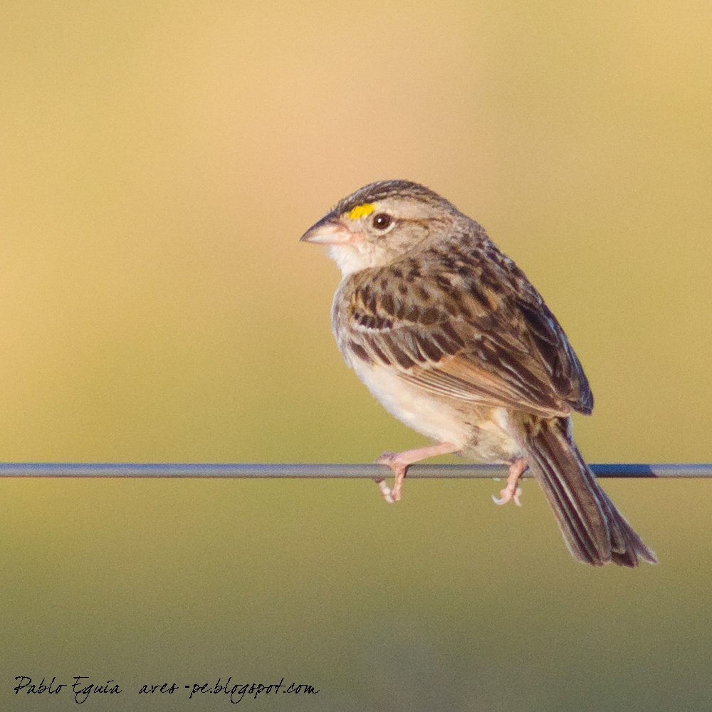 mis fotos de aves: Ammodramus humeralis Cachilo Ceja Amarilla Grassland ...