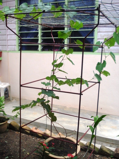 MY GARDEN