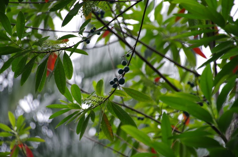 Trees and Plants: Blue Marble Tree (Elaeocarpus Angustifolius)