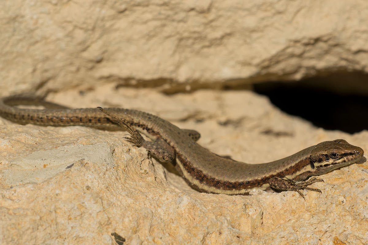 Yorkshire Field Herping and Wildlife Photography: Cyprus 2014 Lizards ...