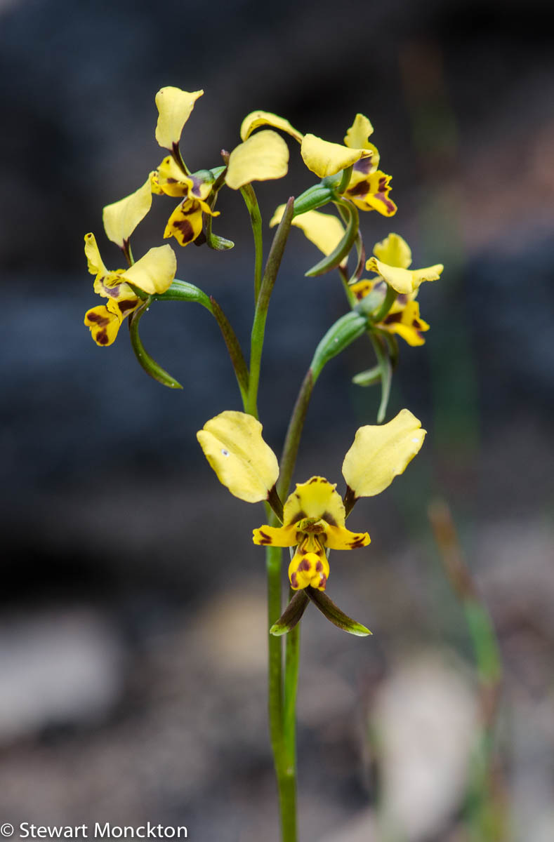 Paying Ready Attention - Photo Gallery: Leopard Orchid
