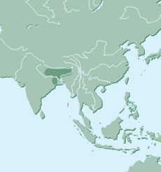 Ecofriendly: Wild Water Buffalo