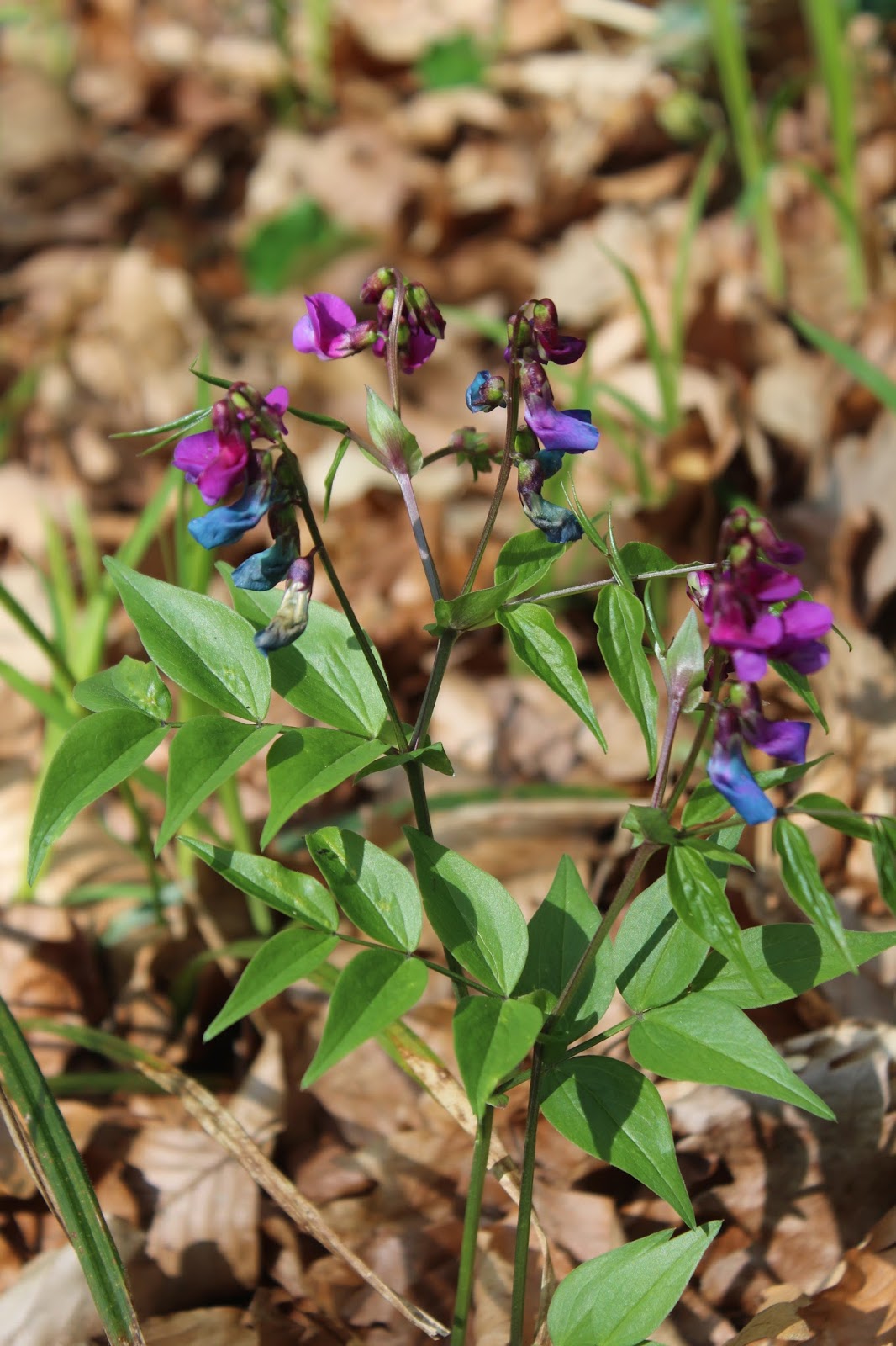 Tour de Plant: A Mecsekben #10 Tavaszi lednek